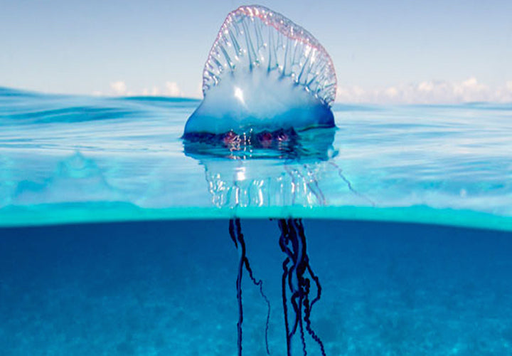 Ouch Instant Herbal Sting Relief Spray - Ouch Personal Outdoor Spray ...